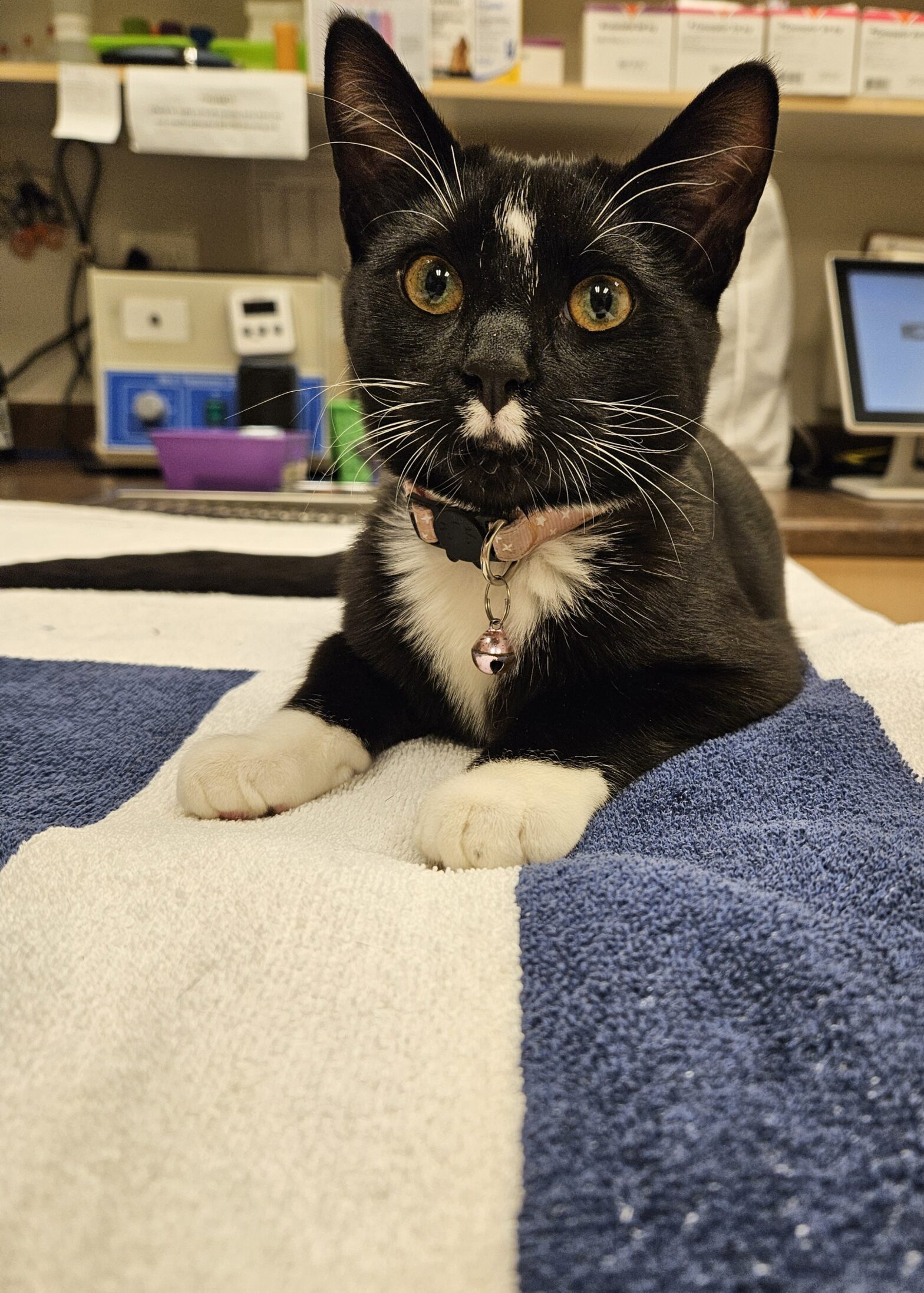 Our Team – Alpha animal hospital